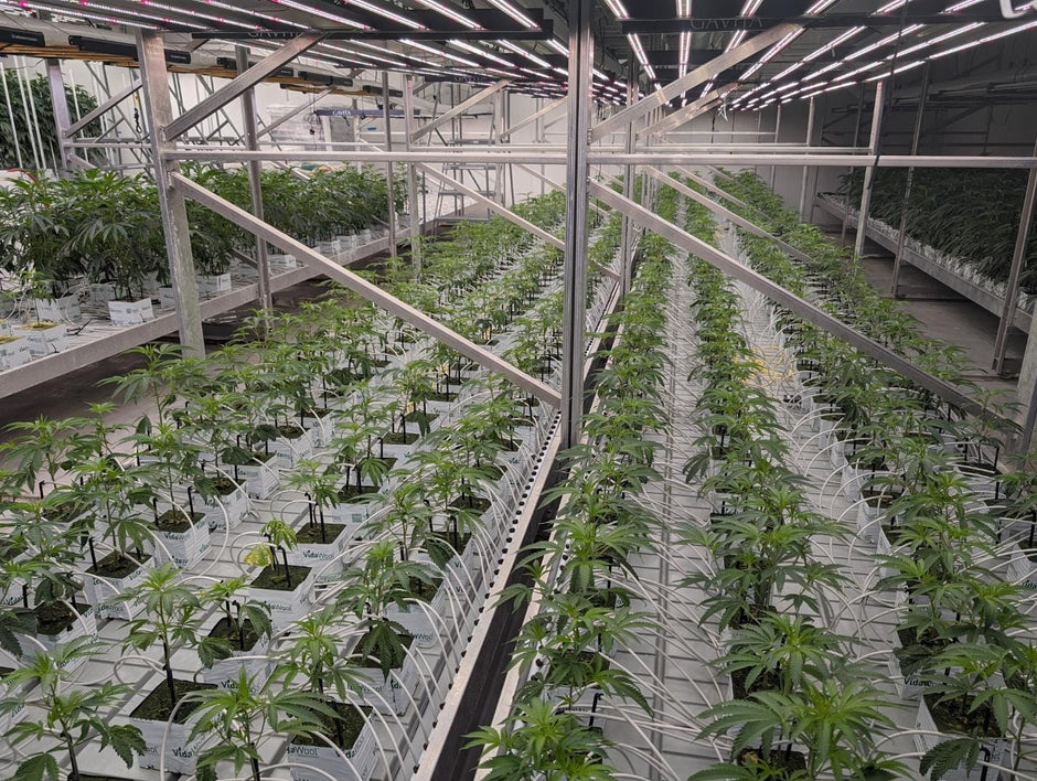 Commercial Growing