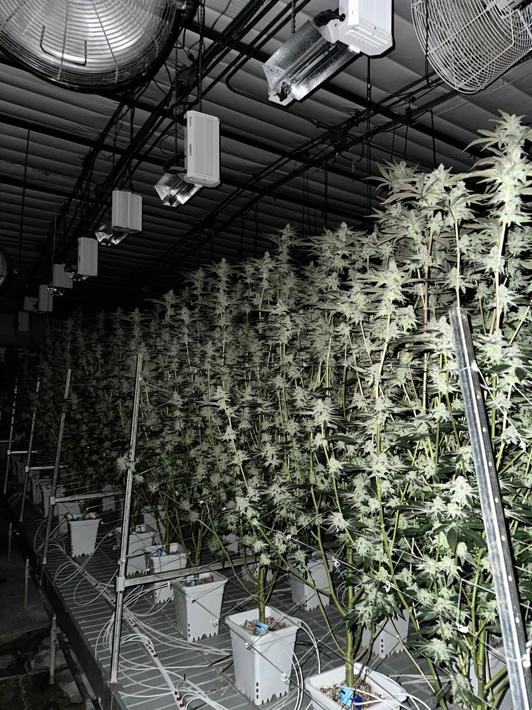 Commercial Growing